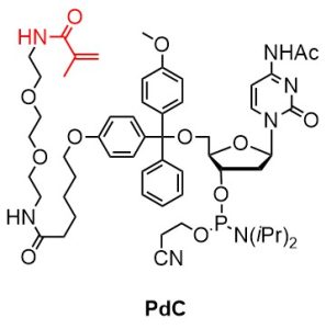 Polymerizable dC (PdC) phosphoramidite – amidities