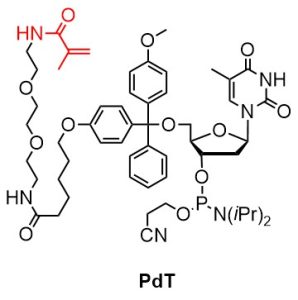 Polymerizable dT (PdT) phosphoramidite – amidities