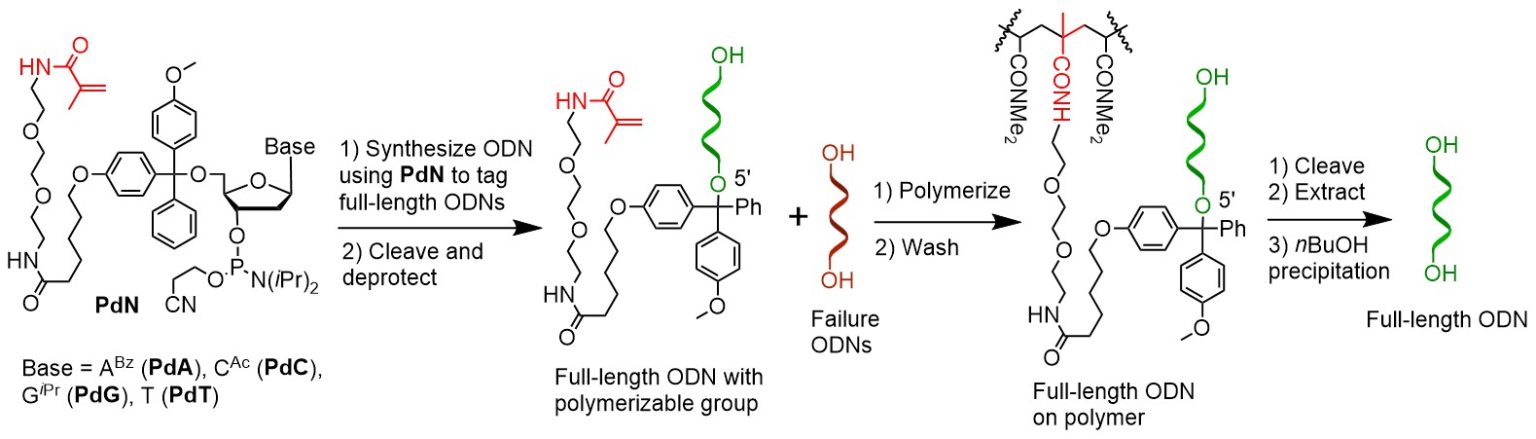 Protocol – amidities