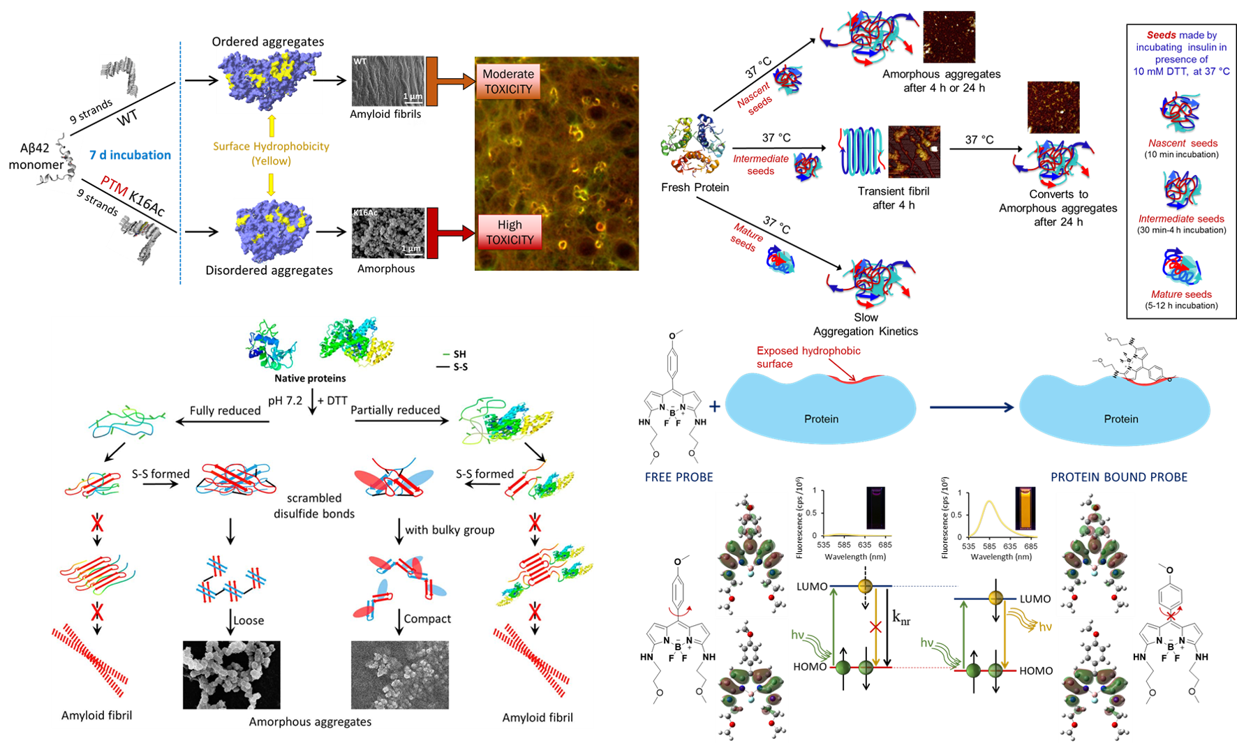 Welcome to Tiwari Research Group – Research focus: Protein Misfolding & Aggregation Diseases